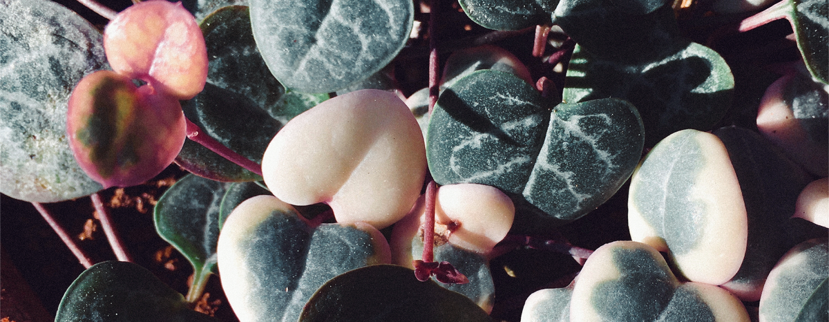 9 unique and romantic plants for valentine's day – supernatural