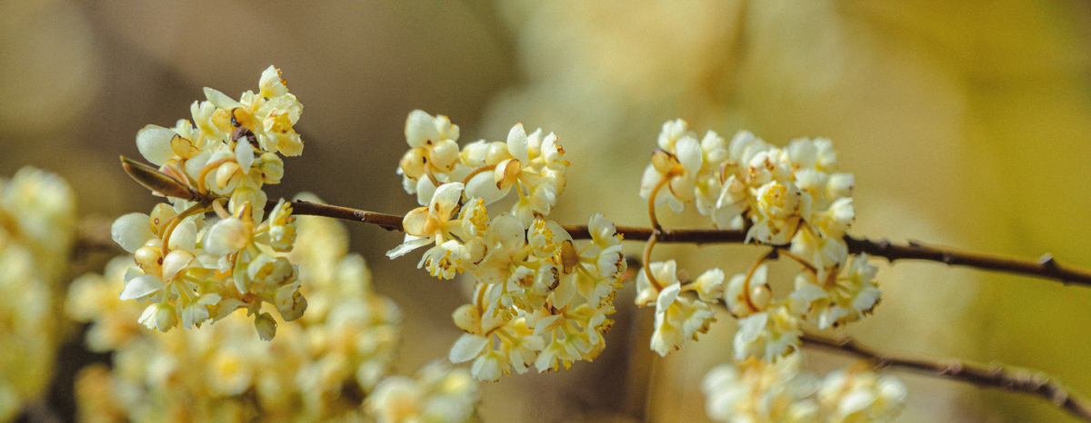 ingredient spotlight: litsea cubeba – supernatural