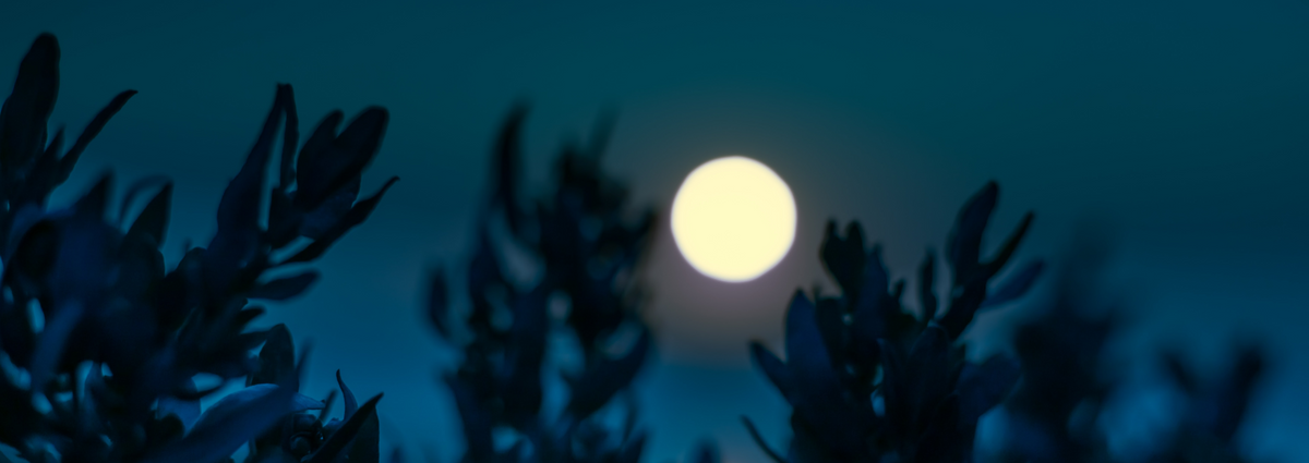 the mourning moon farewell to the light for now – supernatural