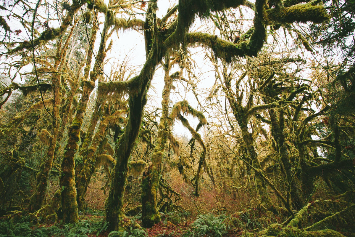 the 7 most supernatural forests in the us